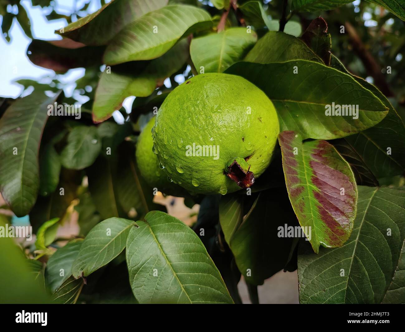 Closeup shot of growing common guava on a tree Stock Photo - Alamy