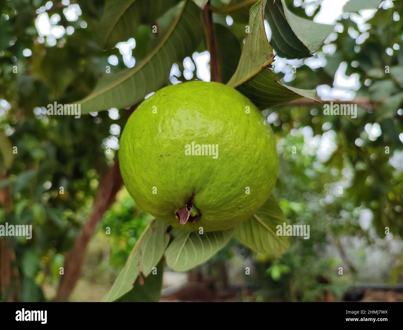 Closeup shot of growing common guava on a tree Stock Photo - Alamy