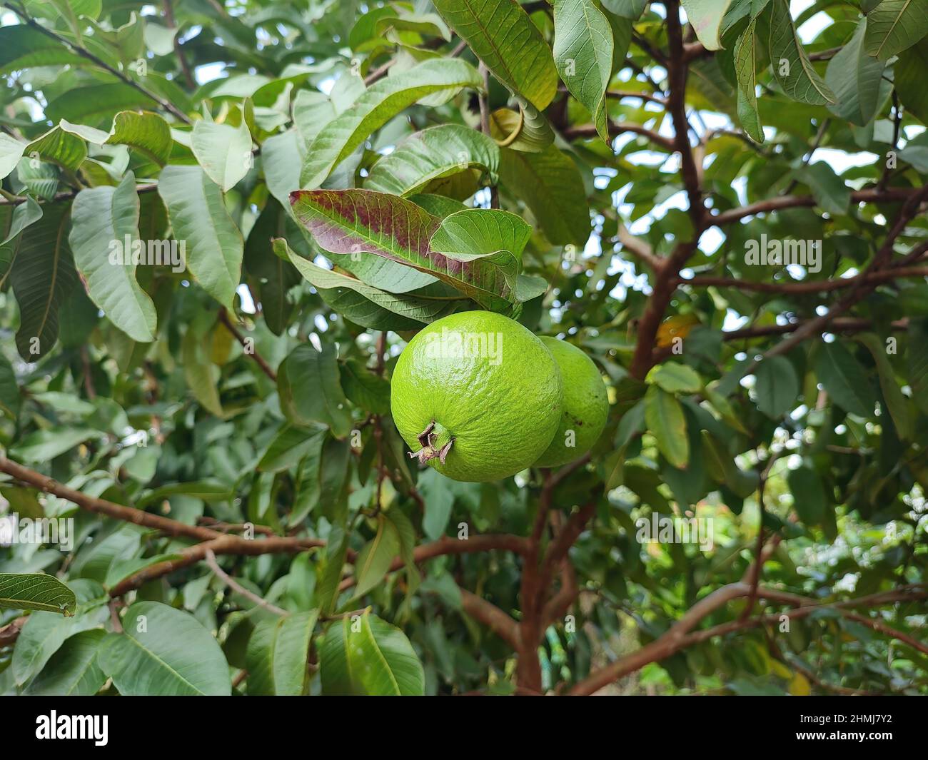 Closeup shot of growing common guava on a tree Stock Photo - Alamy