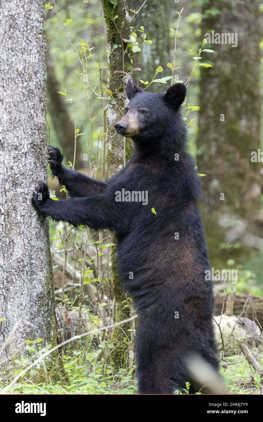 Vertical shot of black bear on hind legs looking around in the forest ...