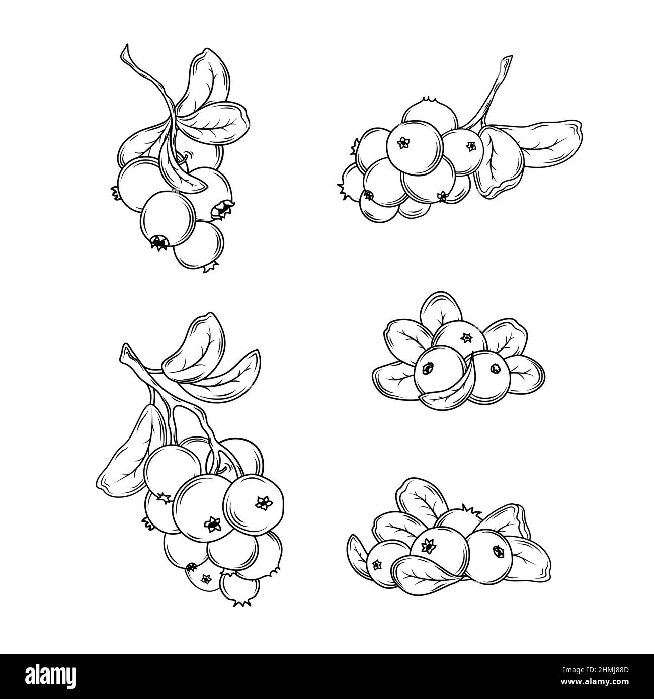 Cranberry vector drawing. Isolated berry branch sketch on white ...