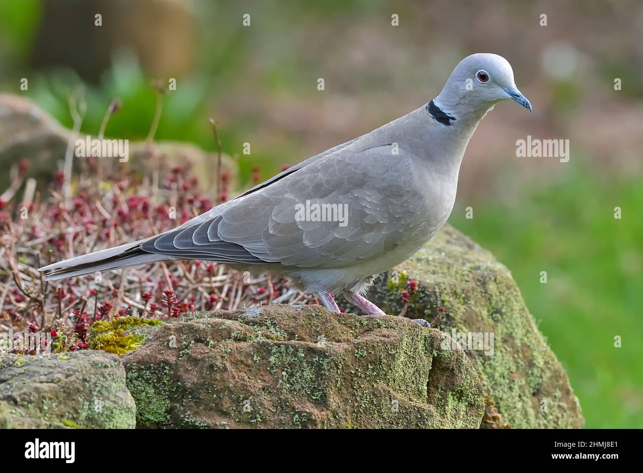 Pigeons uk hi-res stock photography and images - Alamy