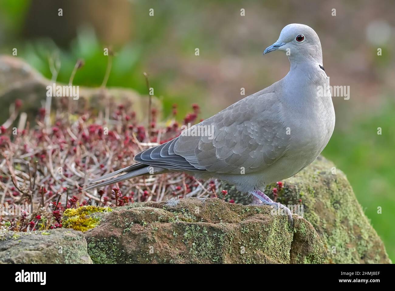 England birds wildlife hi-res stock photography and images - Alamy