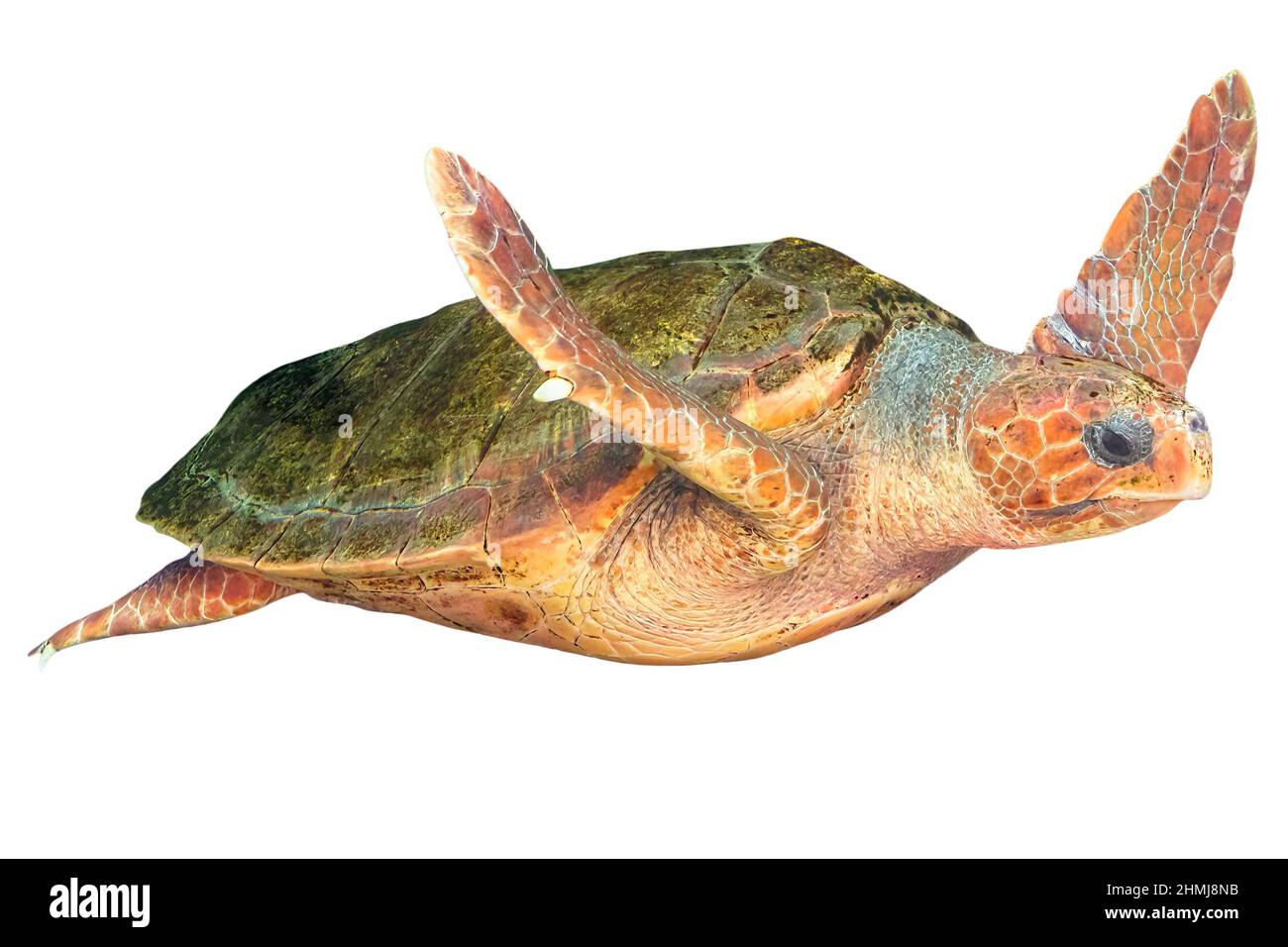 green sea turtle Hawksbill swimming isolated on white background ...