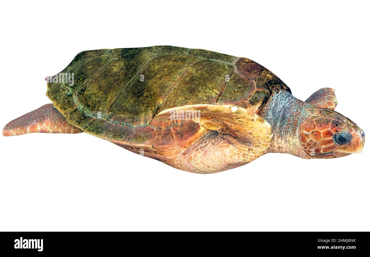 swimming Hawksbill sea turtle, Eretmochelys imbricata. Isolated on ...