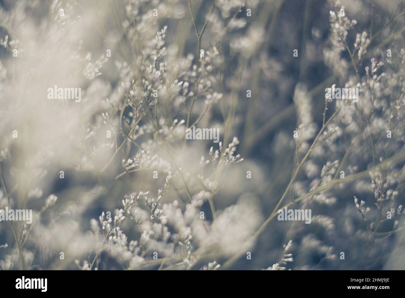 Photobackground hi-res stock photography and images - Alamy