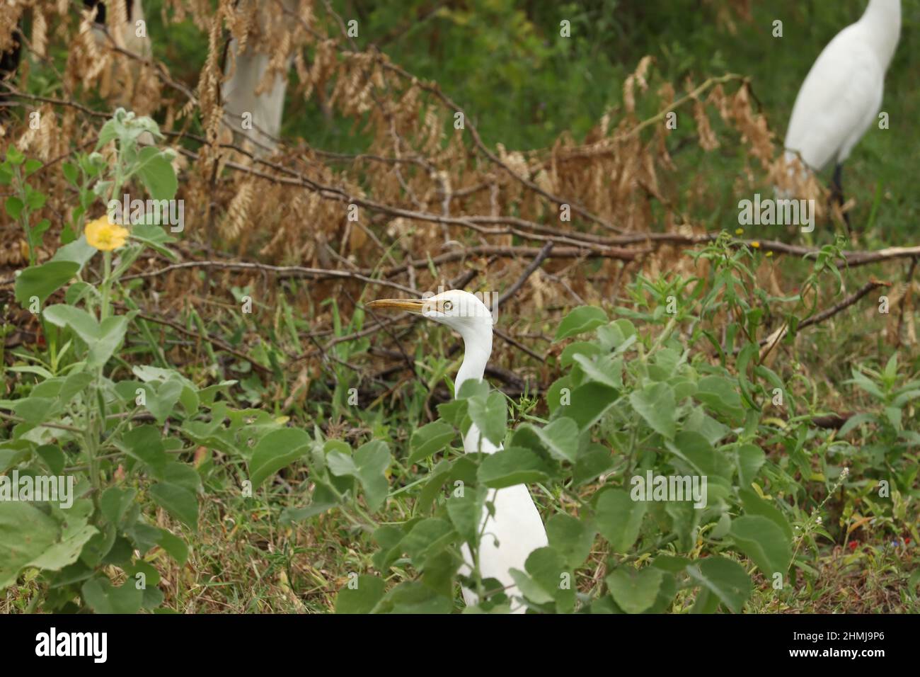 White crane bird hi-res stock photography and images - Alamy