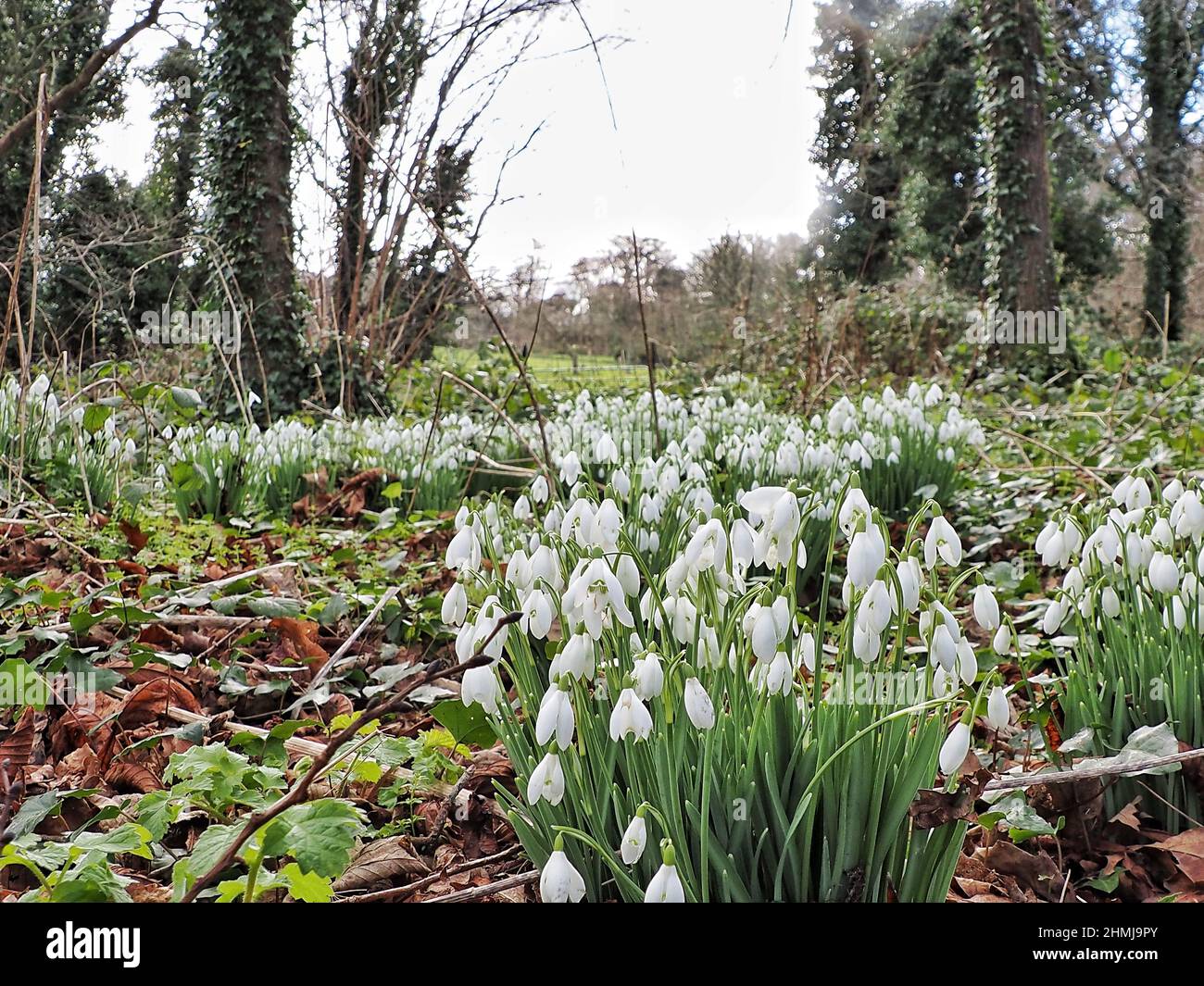First signs of Spring Stock Photo - Alamy