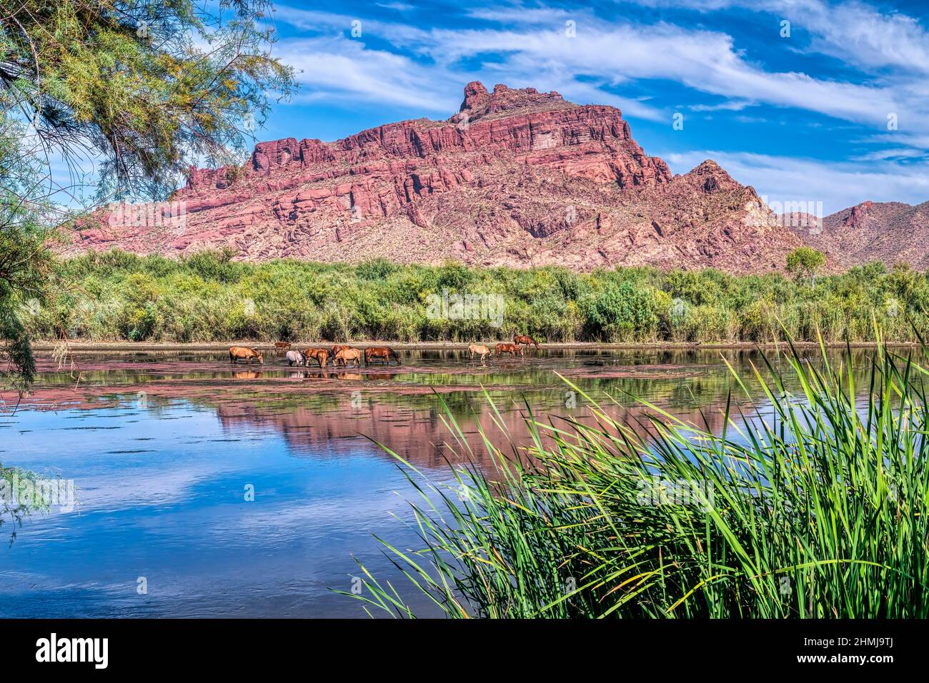 Salt River Wild Horses in Tonto National Forest near Phoenix, Arizona ...