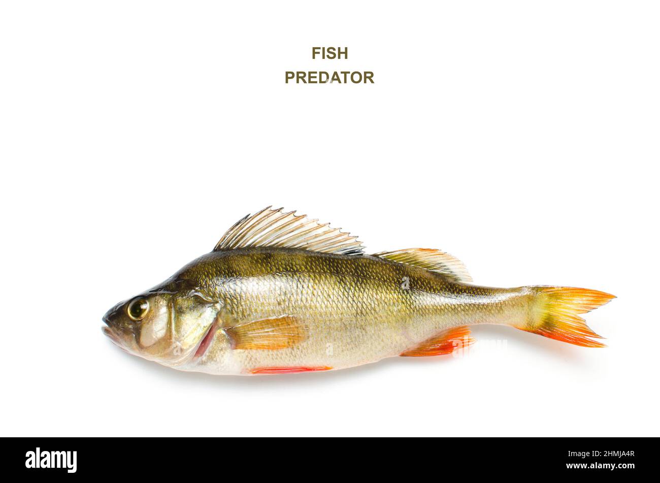 River bass on a white background, freshwater fish close-up Stock Photo ...
