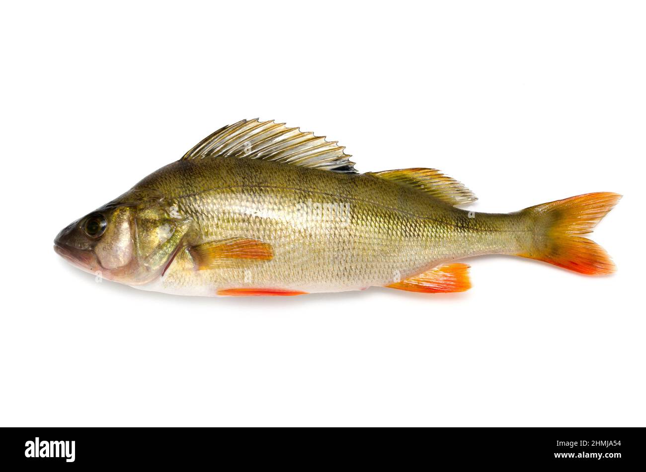 River bass on a white background, freshwater fish close-up Stock Photo ...
