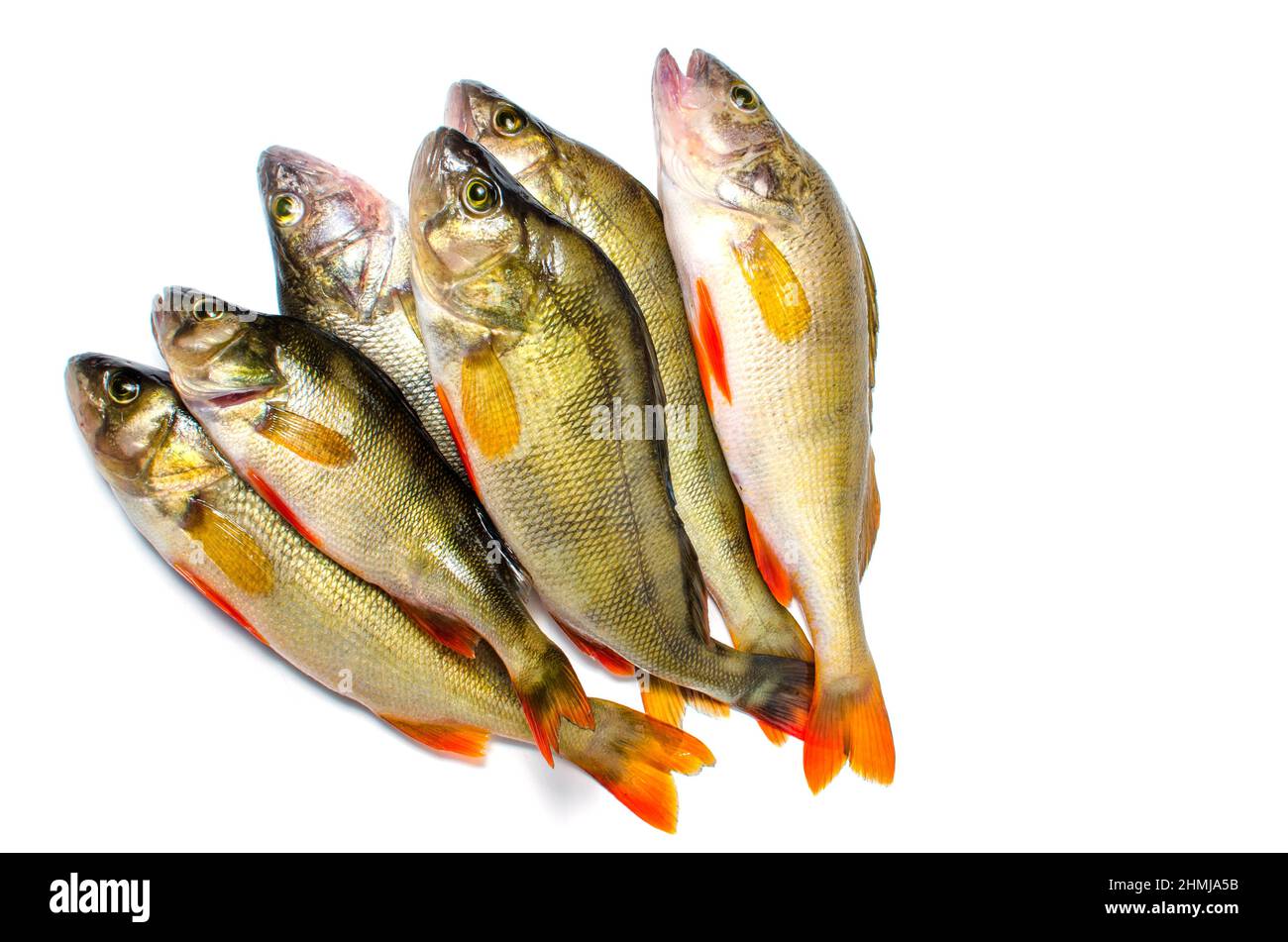 River bass on a white background, freshwater fish close-up Stock Photo ...