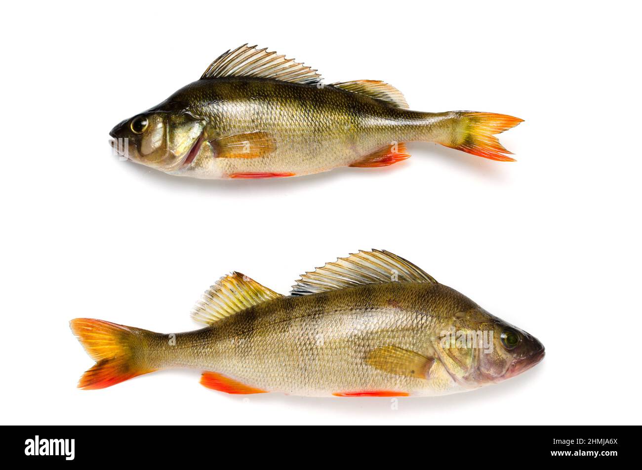 River bass on a white background, freshwater fish close-up Stock Photo ...