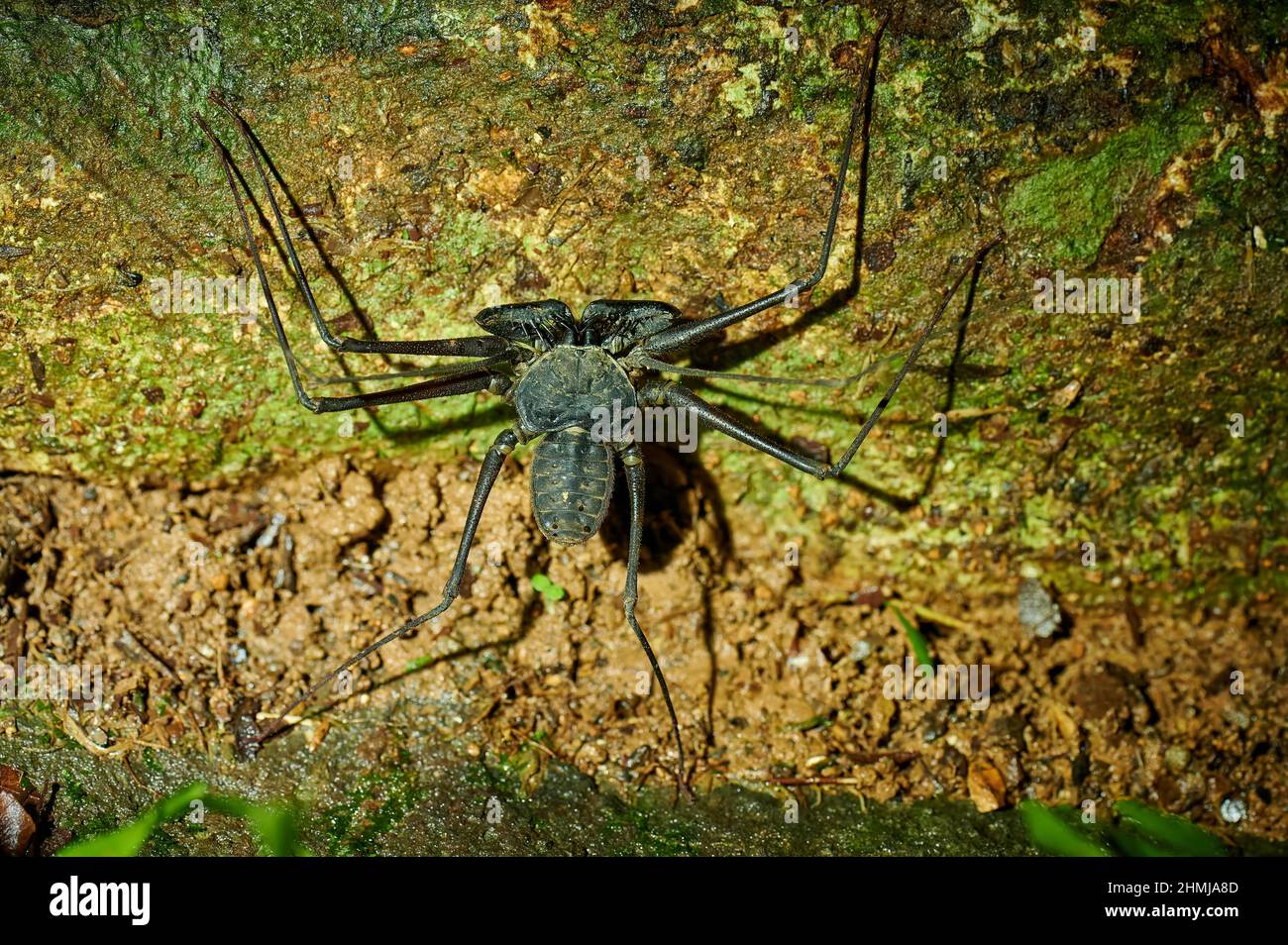 Whip spider hi-res stock photography and images - Alamy