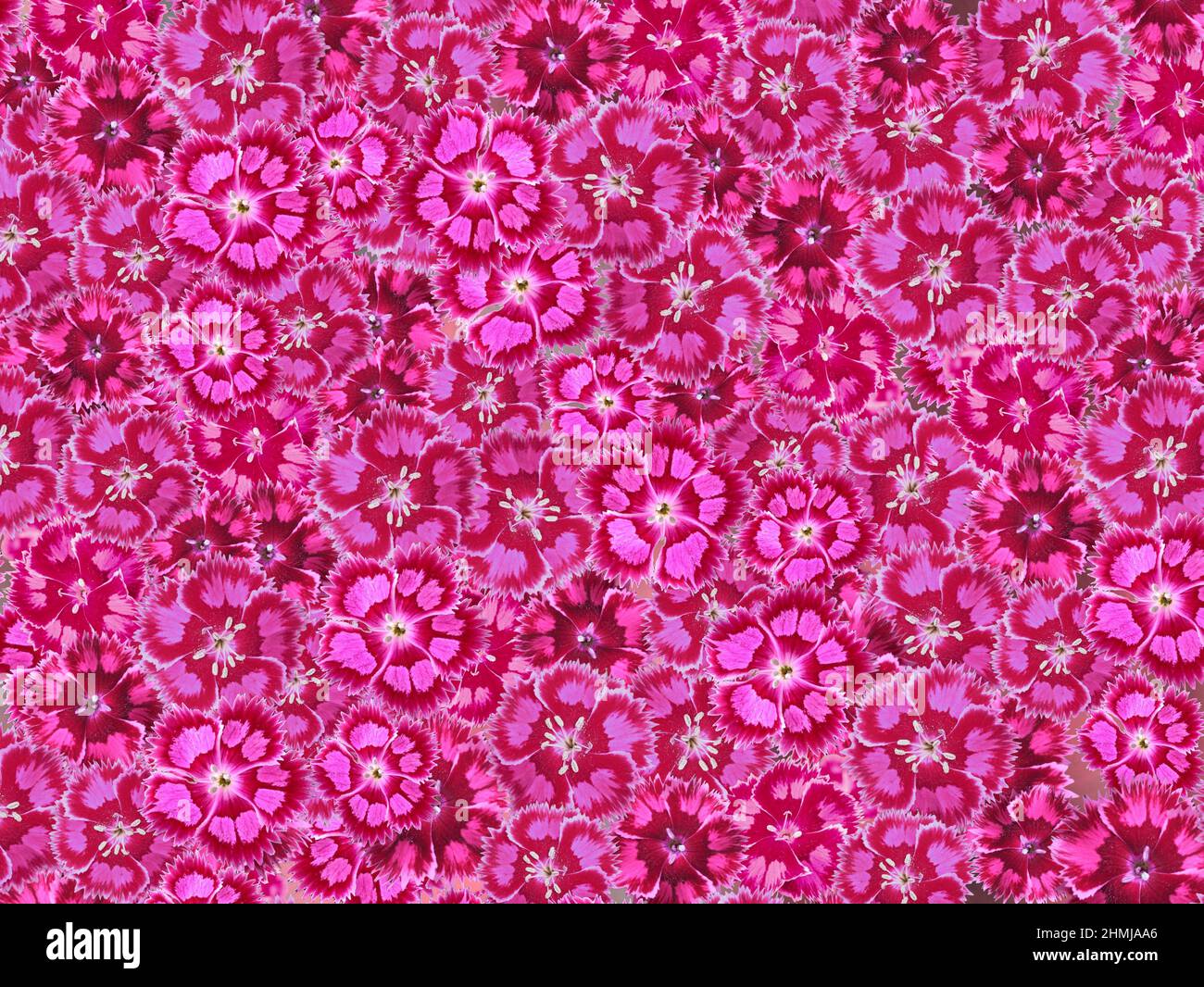 Spangled star flower full frame. Best for Mother's Day, Woman Day or ...