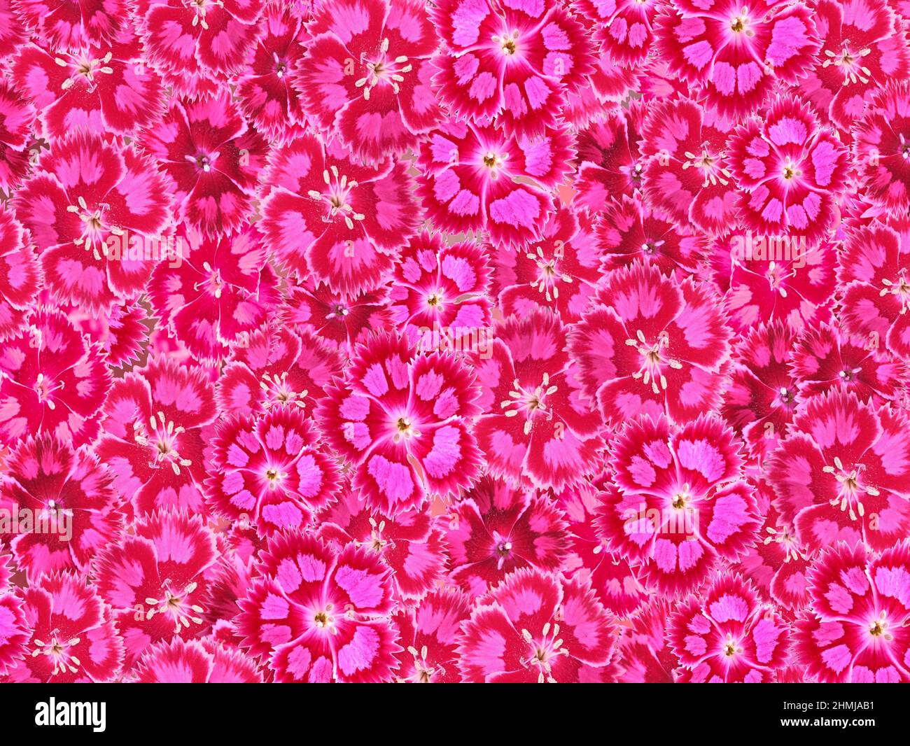 Spangled star flower full frame. Best for Mother's Day, Woman Day or ...