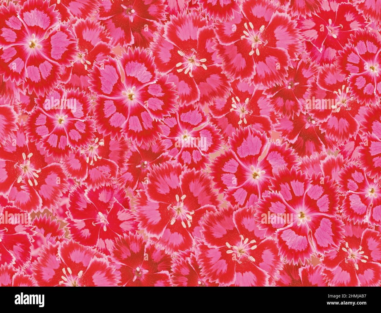 Spangled star flower full frame. Best for Mother's Day, Woman Day or ...