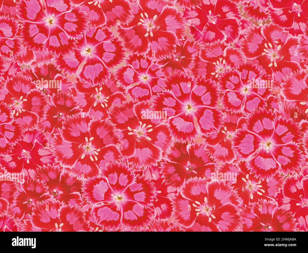 Spangled star flower full frame. Best for Mother's Day, Woman Day or ...