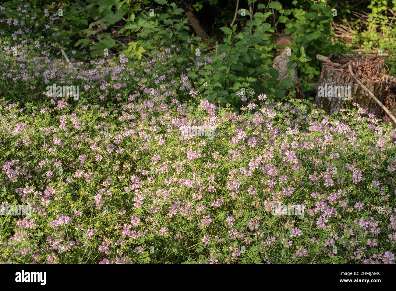 a group of persian clover plants growing at the edge of a forest in ...