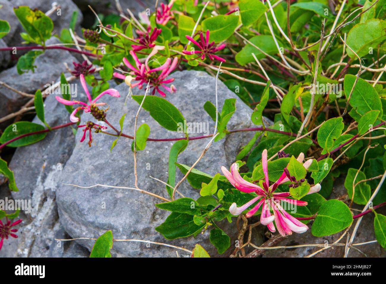 Woodbine plant High Resolution Stock Photography and Images - Alamy