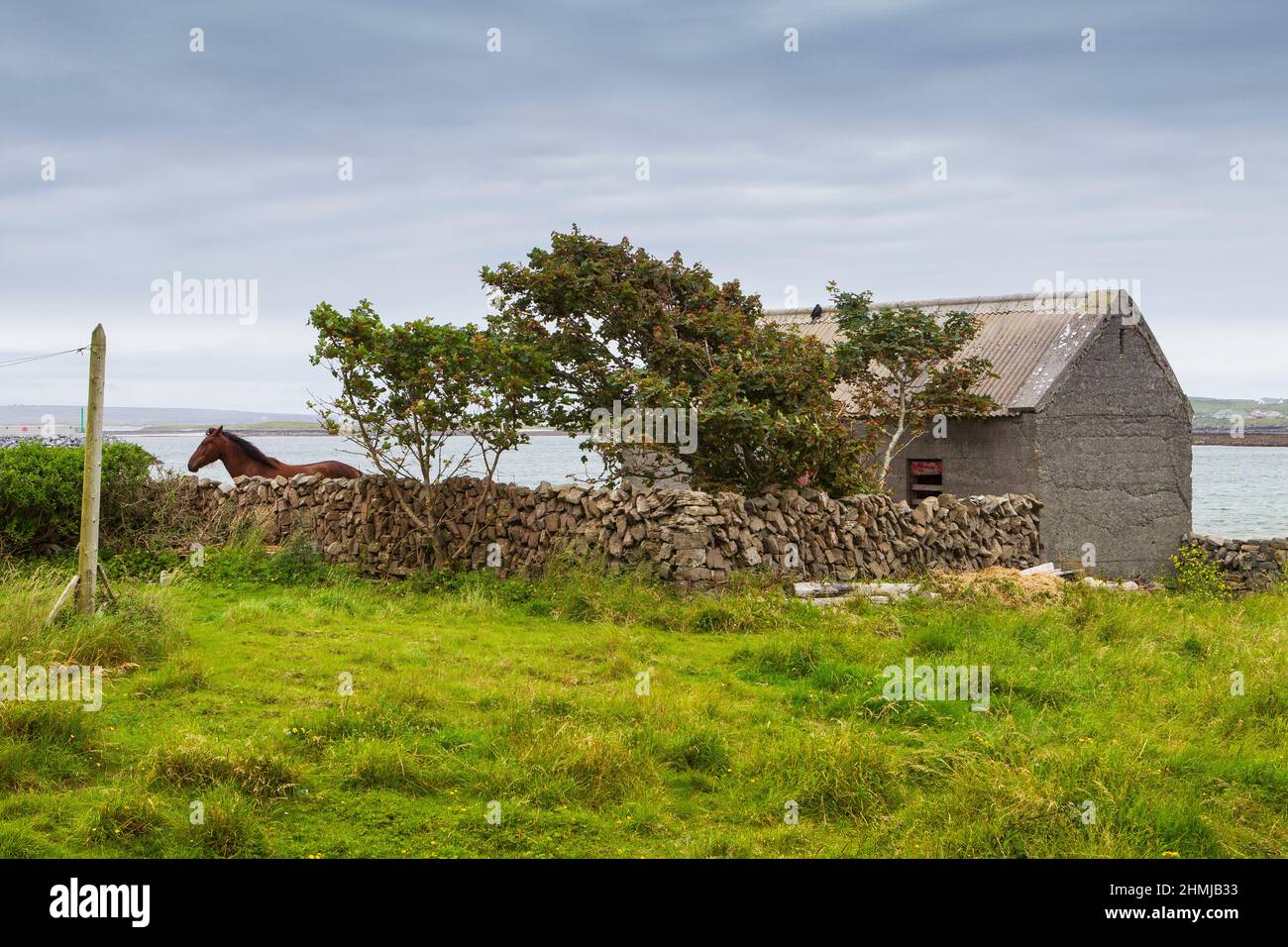 Small horse hi-res stock photography and images - Alamy