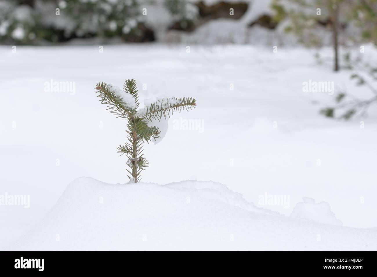 Sprouting anew hi-res stock photography and images - Alamy
