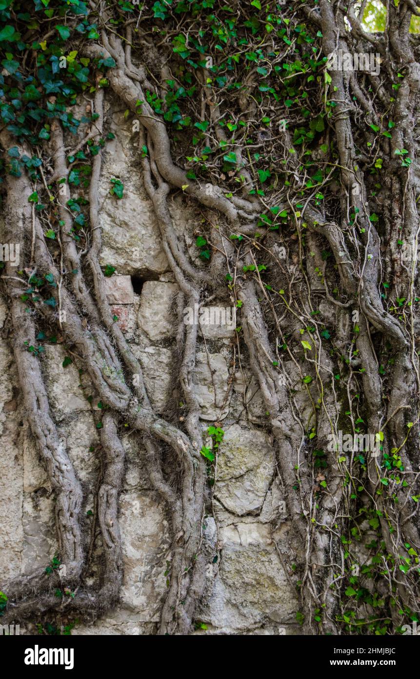 Tree roots entwine the stone wall.Nature takes its toll.Green foliage ...