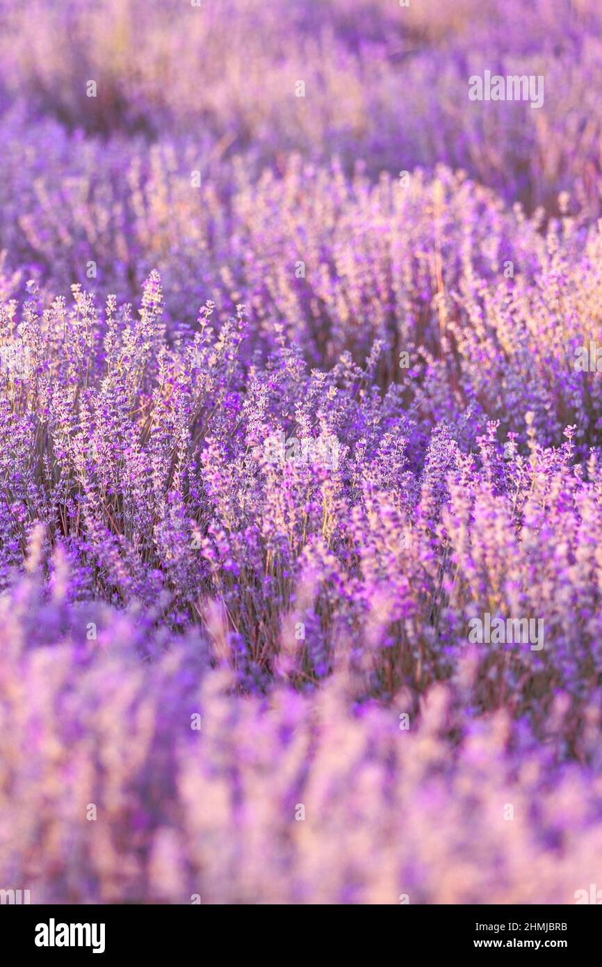 Violet purple lavender field close up. Flowers in pastel colors at blur ...