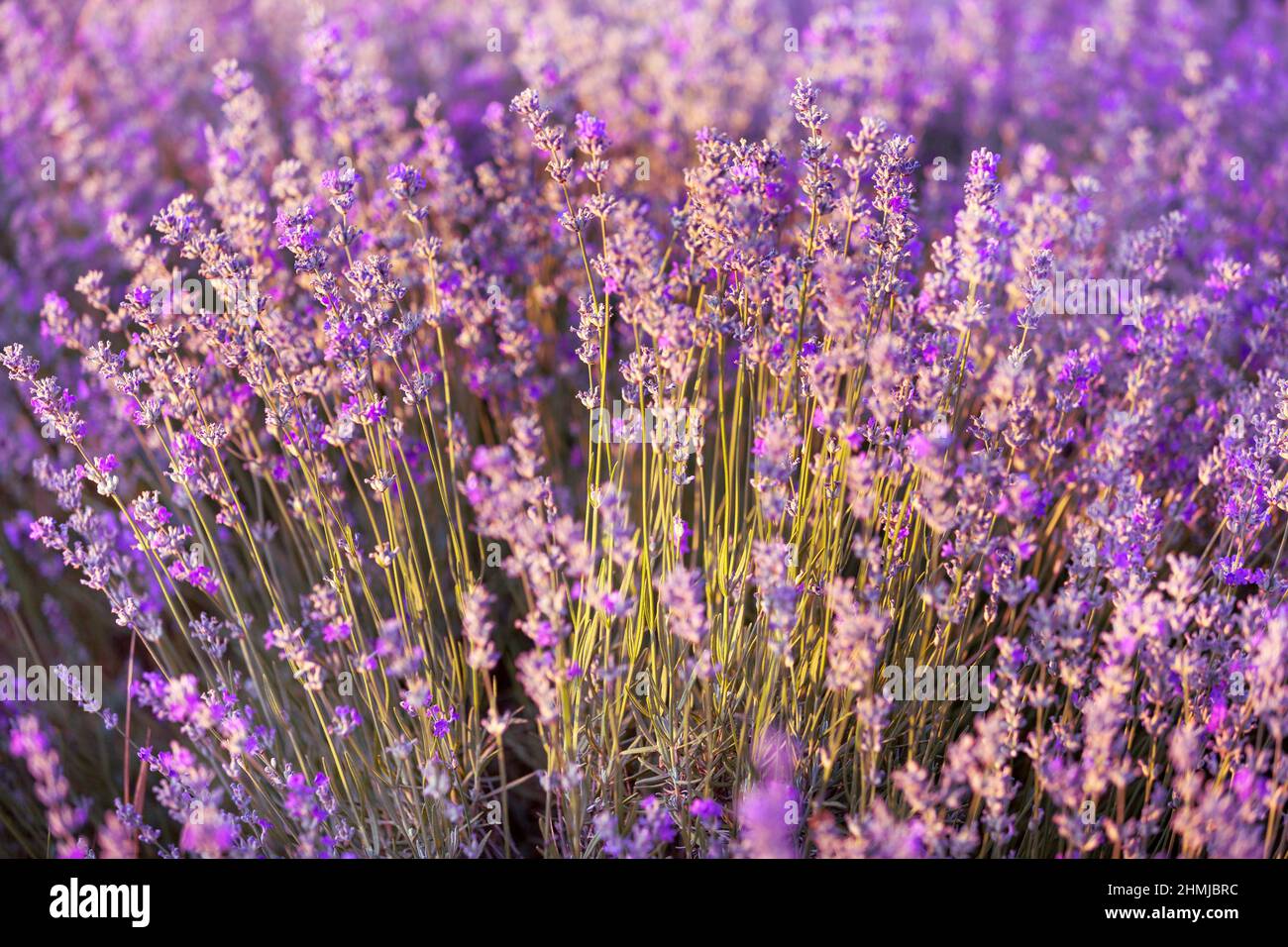Violet purple lavender field close up. Flowers in pastel colors at blur ...