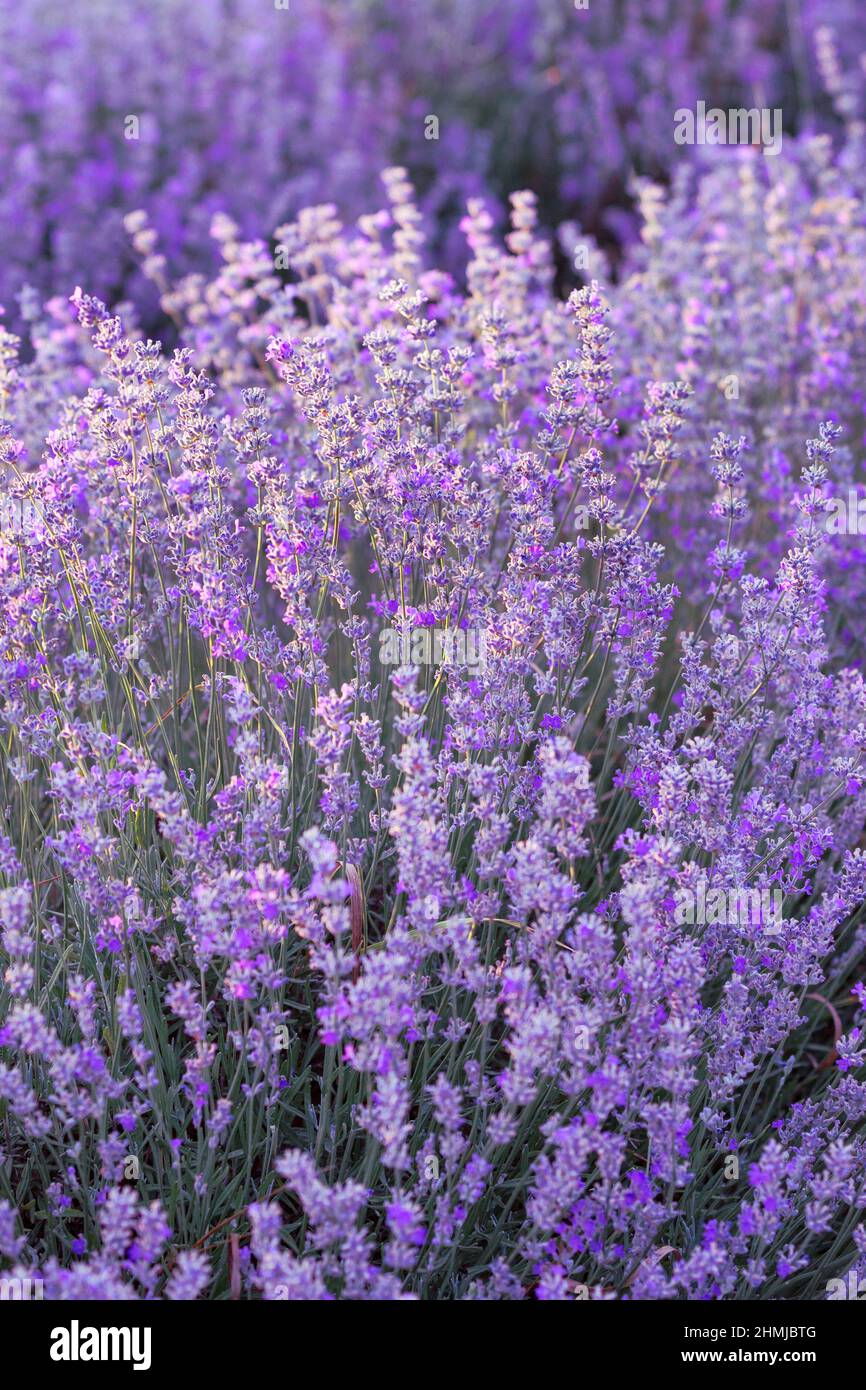 Violet purple lavender field close up. Flowers in pastel colors at blur ...