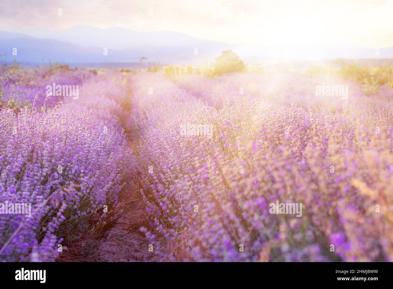 Violet purple lavender field close up. Flowers in pastel colors at blur ...
