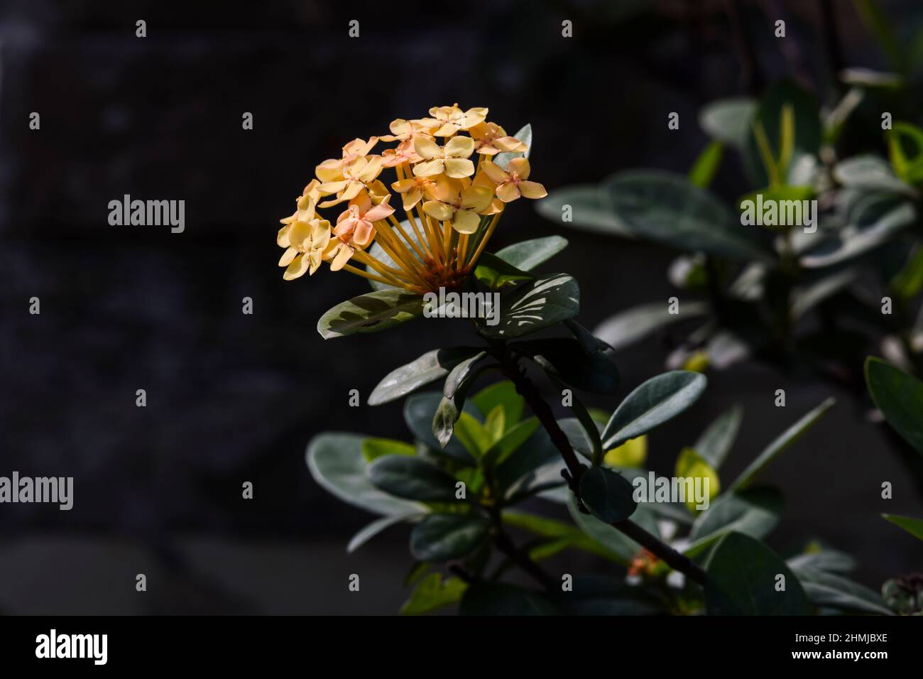 Mini Ixora. Globular yellow flowers surrounded by dark green leaves and ...