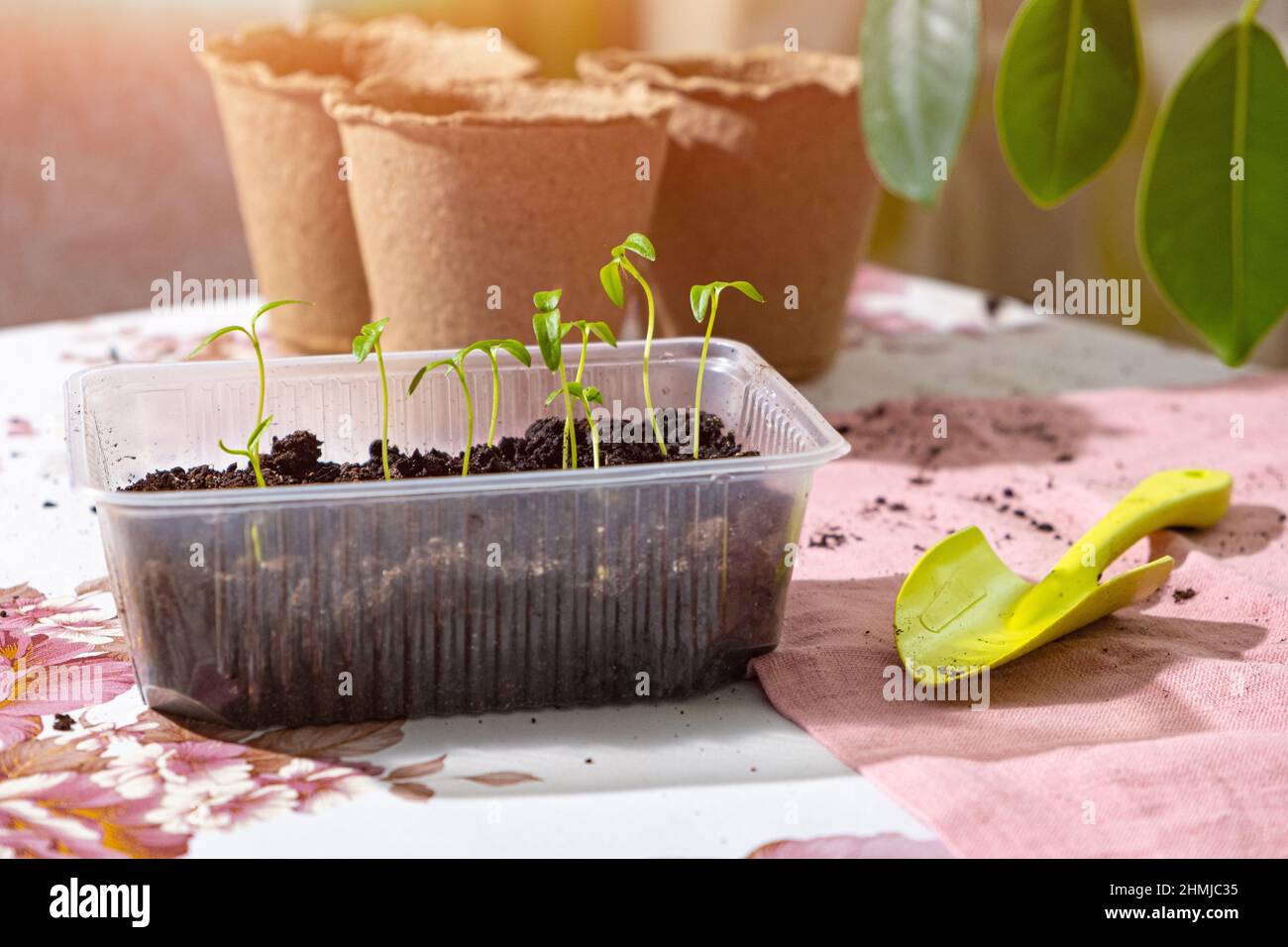 Peat pots and pepper seedlings growing in plastic container in sunlight ...