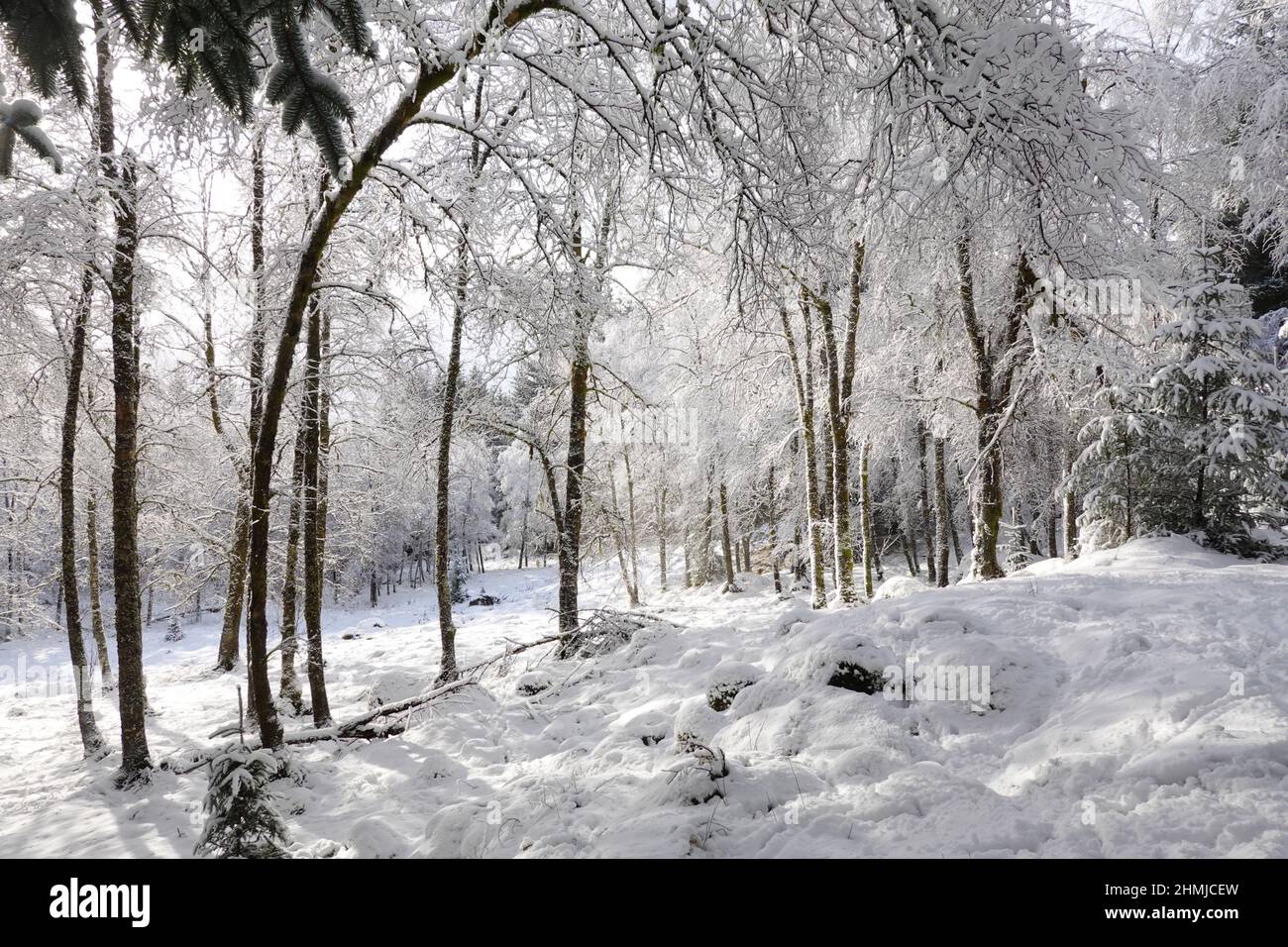 Trees covered in snow lit up by sunlight, Rannoch Moor, Scottish ...