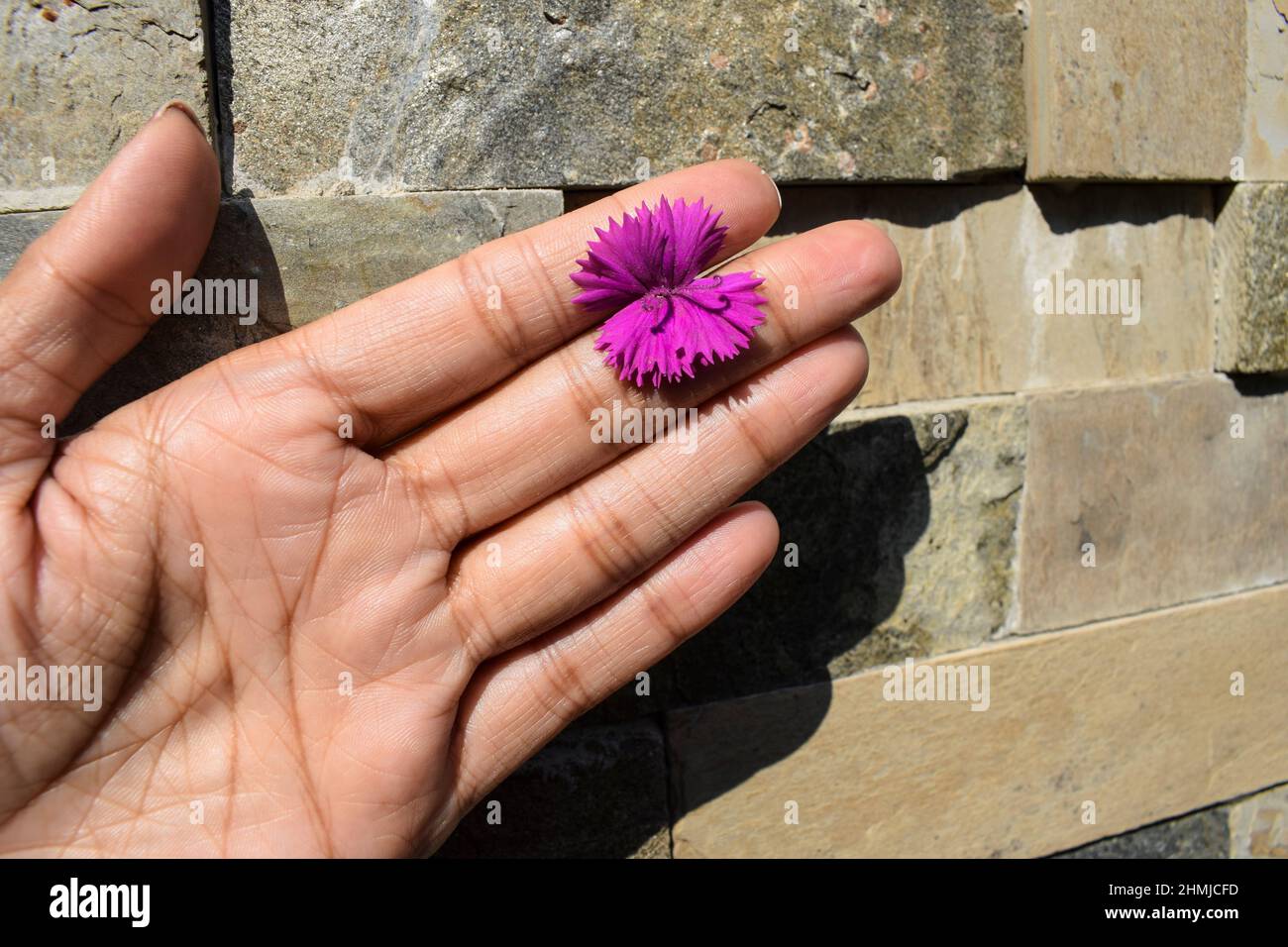 Beautiful hands with flowers images hi-res stock photography and images ...