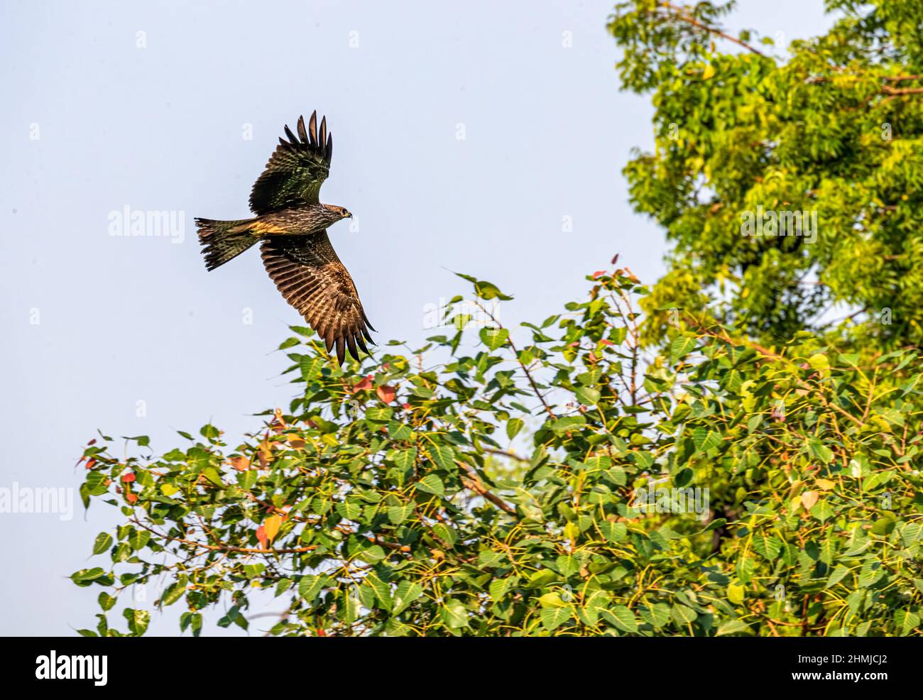 Black Kite Flying over a tree before landing Stock Photo - Alamy