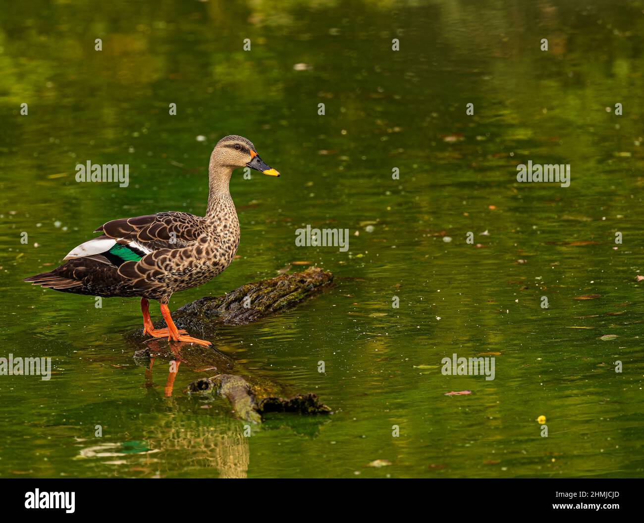 A spotted Bill Duck in lake on a platform Stock Photo - Alamy