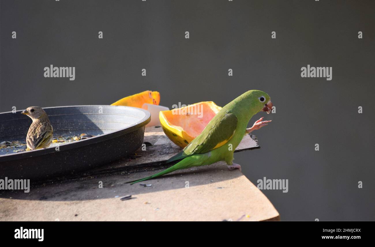 Aves voando hi-res stock photography and images - Alamy