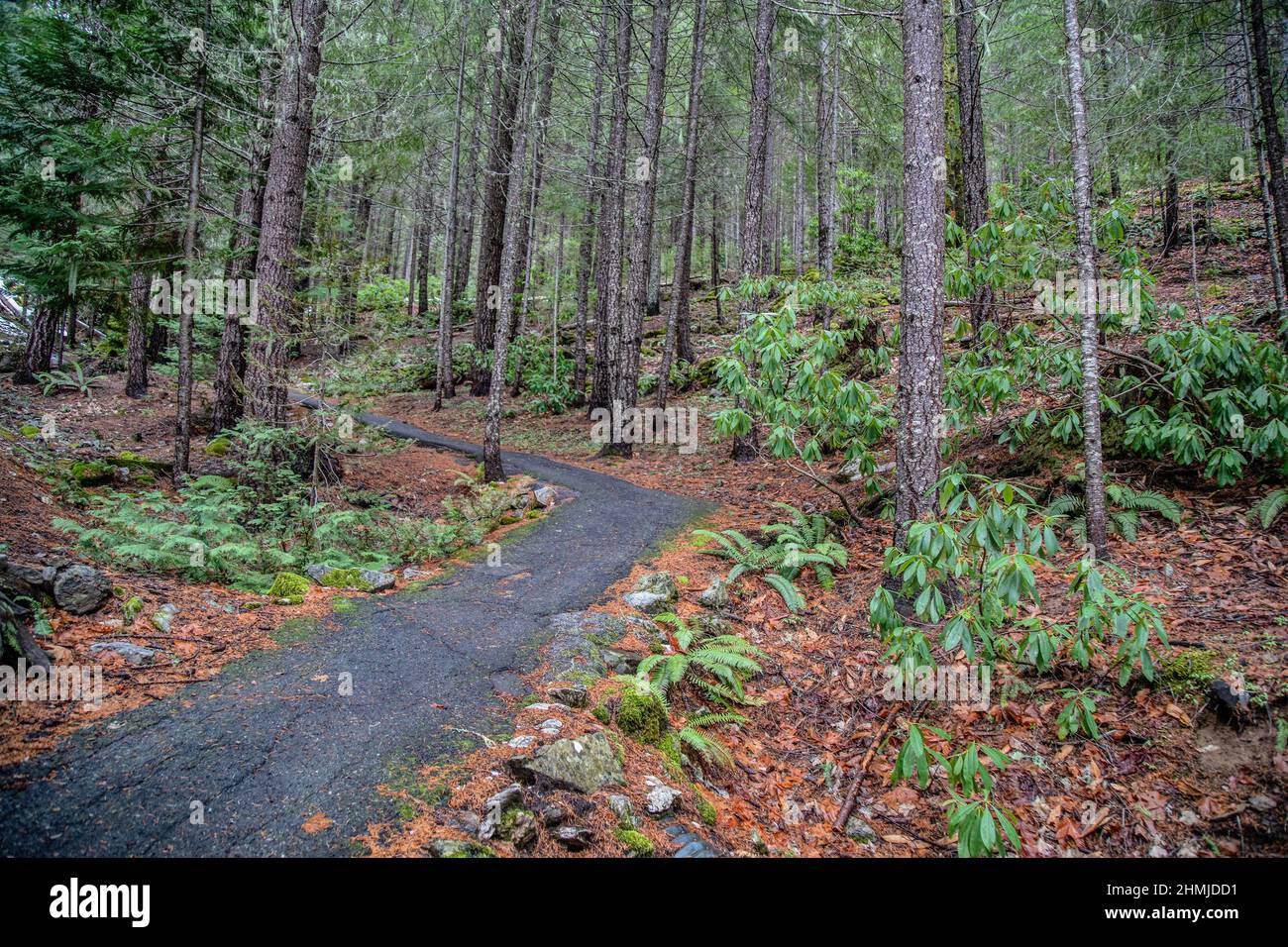 Narrow pathway passing through the dense green forest on a gloomy day ...