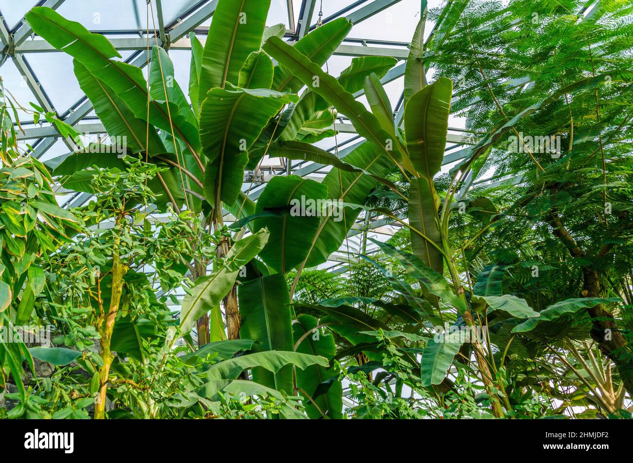 View of green plantations in a greenhouse Stock Photo - Alamy