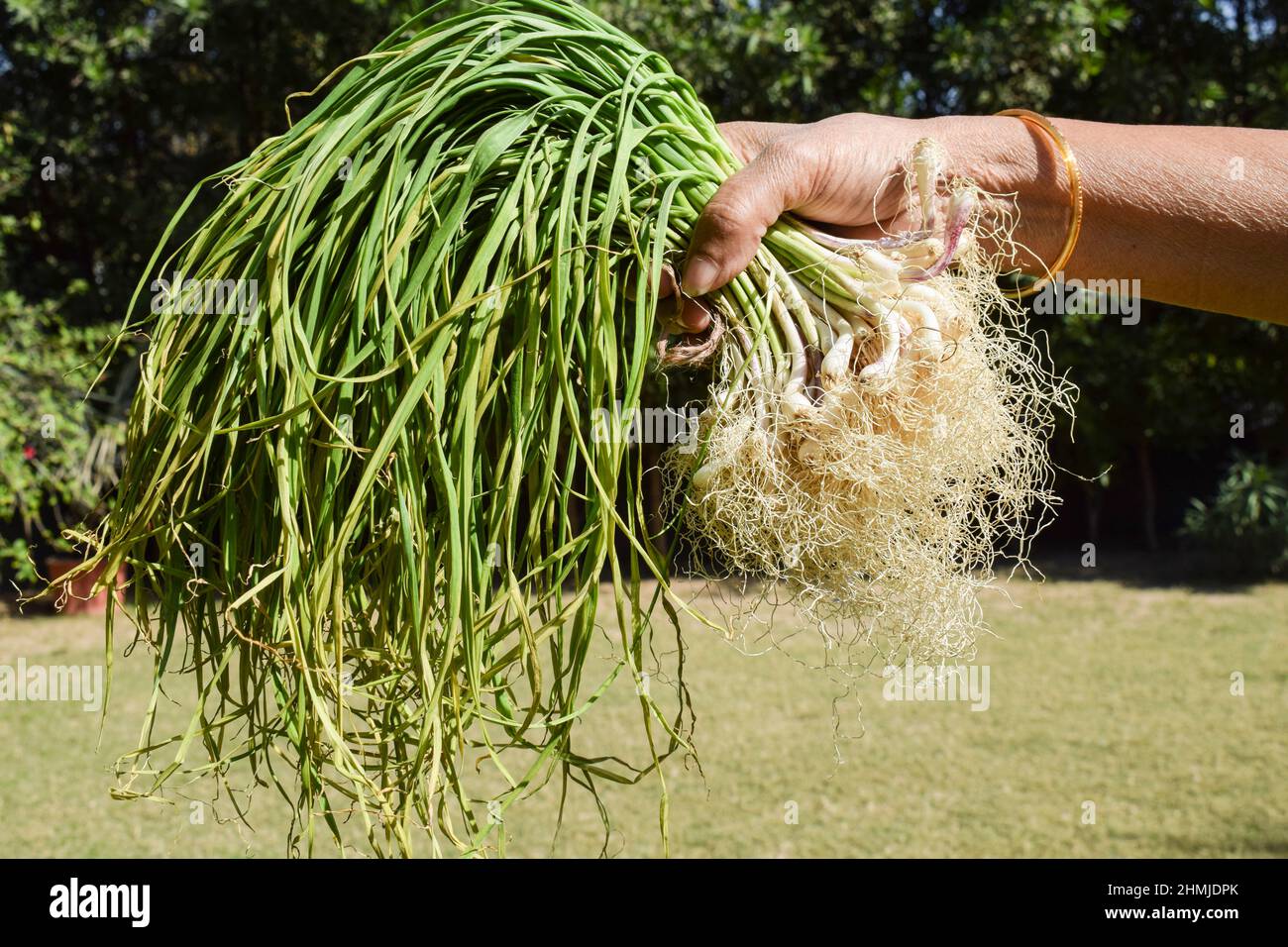 Female holding in hand Spring onions or scallions also known as Green ...