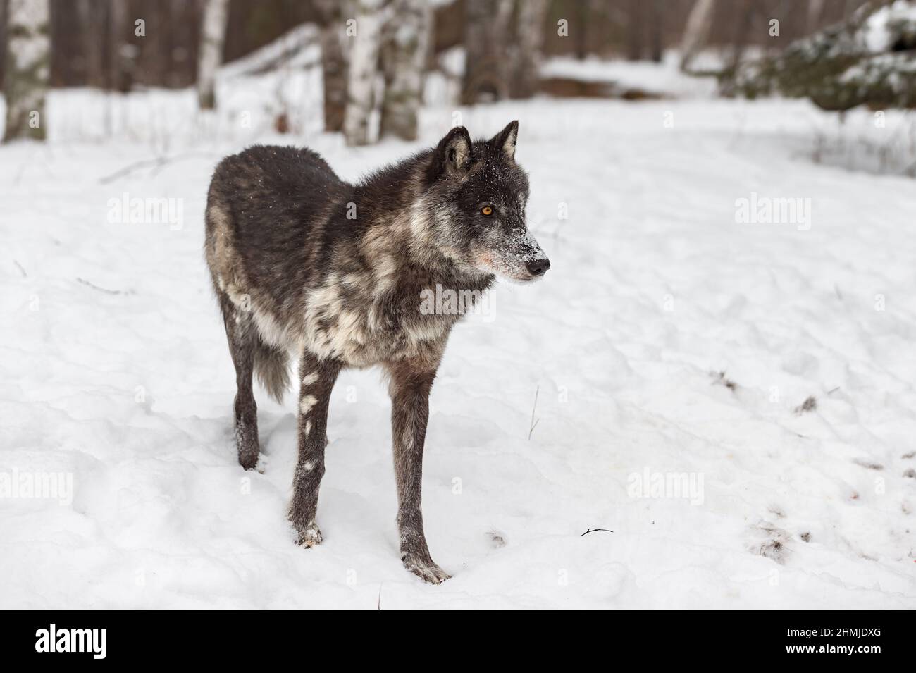 Black Phase Grey Wolf (Canis lupus) Stands Near Forest Winter - captive ...