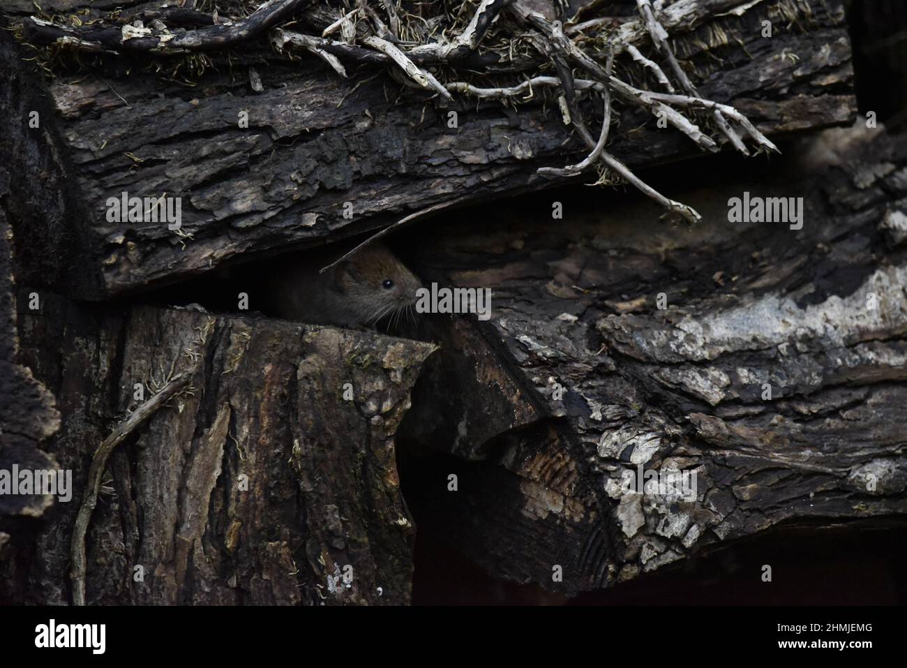 Inbetween decayed tree logs hi-res stock photography and images - Alamy