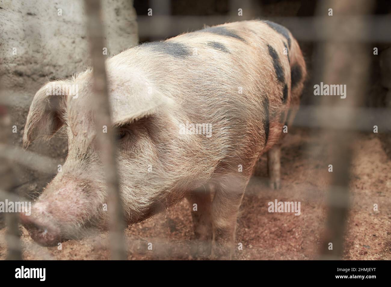 Big, domestic pig on organic farm in the barn. Domestic pig. Fattening ...