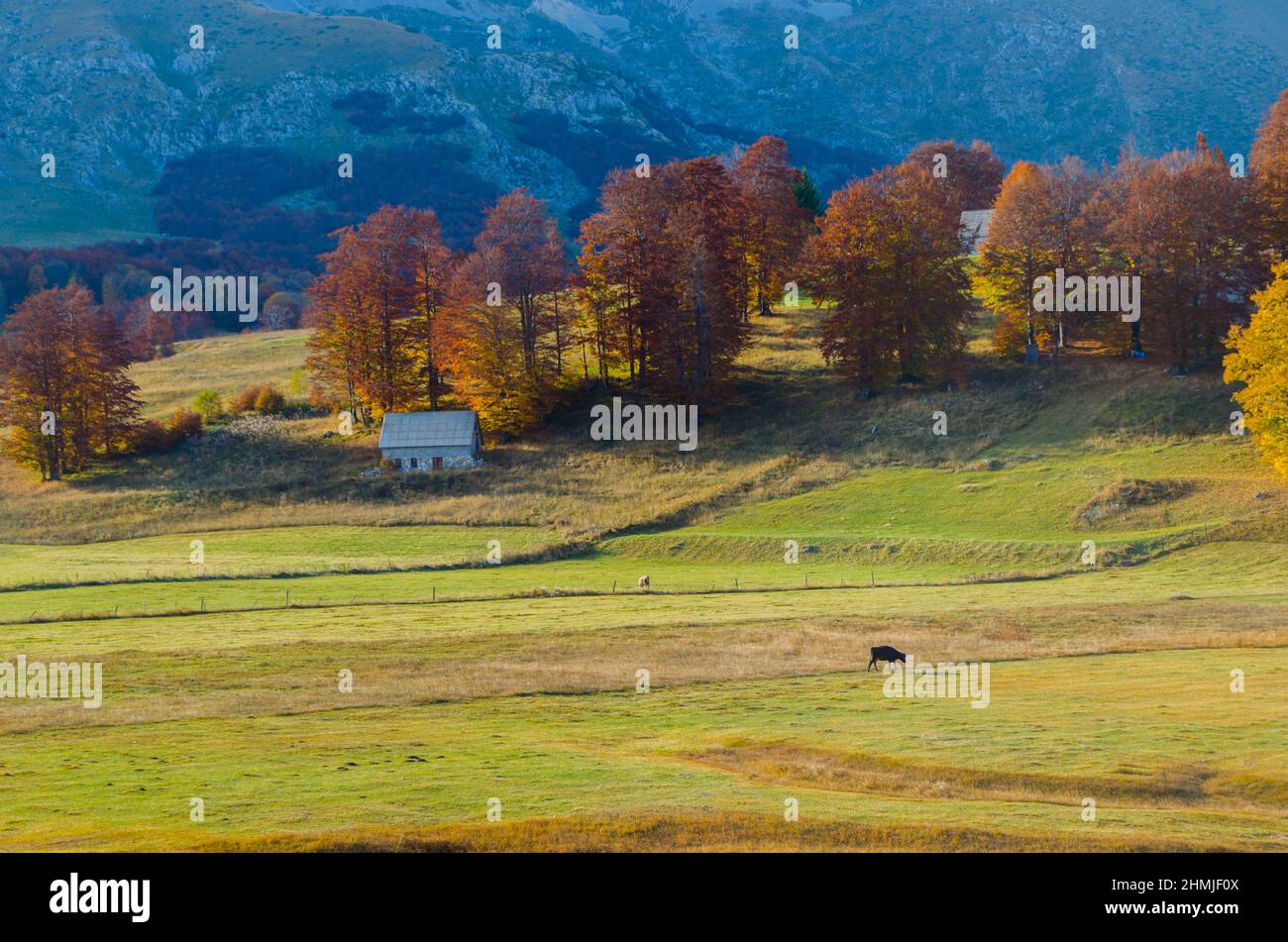 Alpine meadows yellowed autumn trees with mountains in the background ...