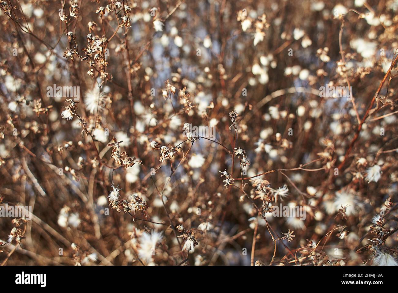 Tiny white flowers on dry twigs of wild plant bushes with blurry ...