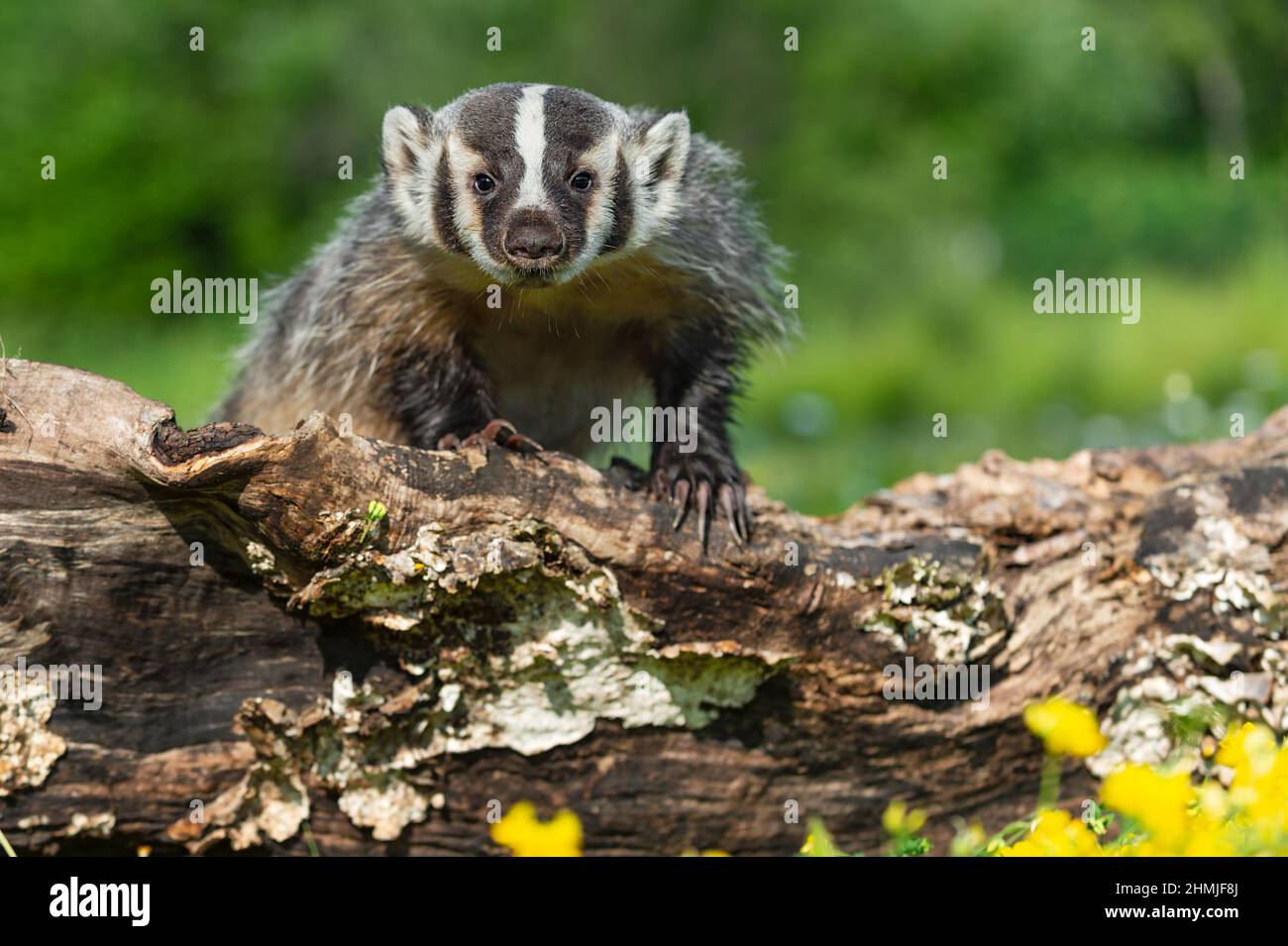 North American Badger (Taxidea taxus) Stares Out From Atop Log Summer ...
