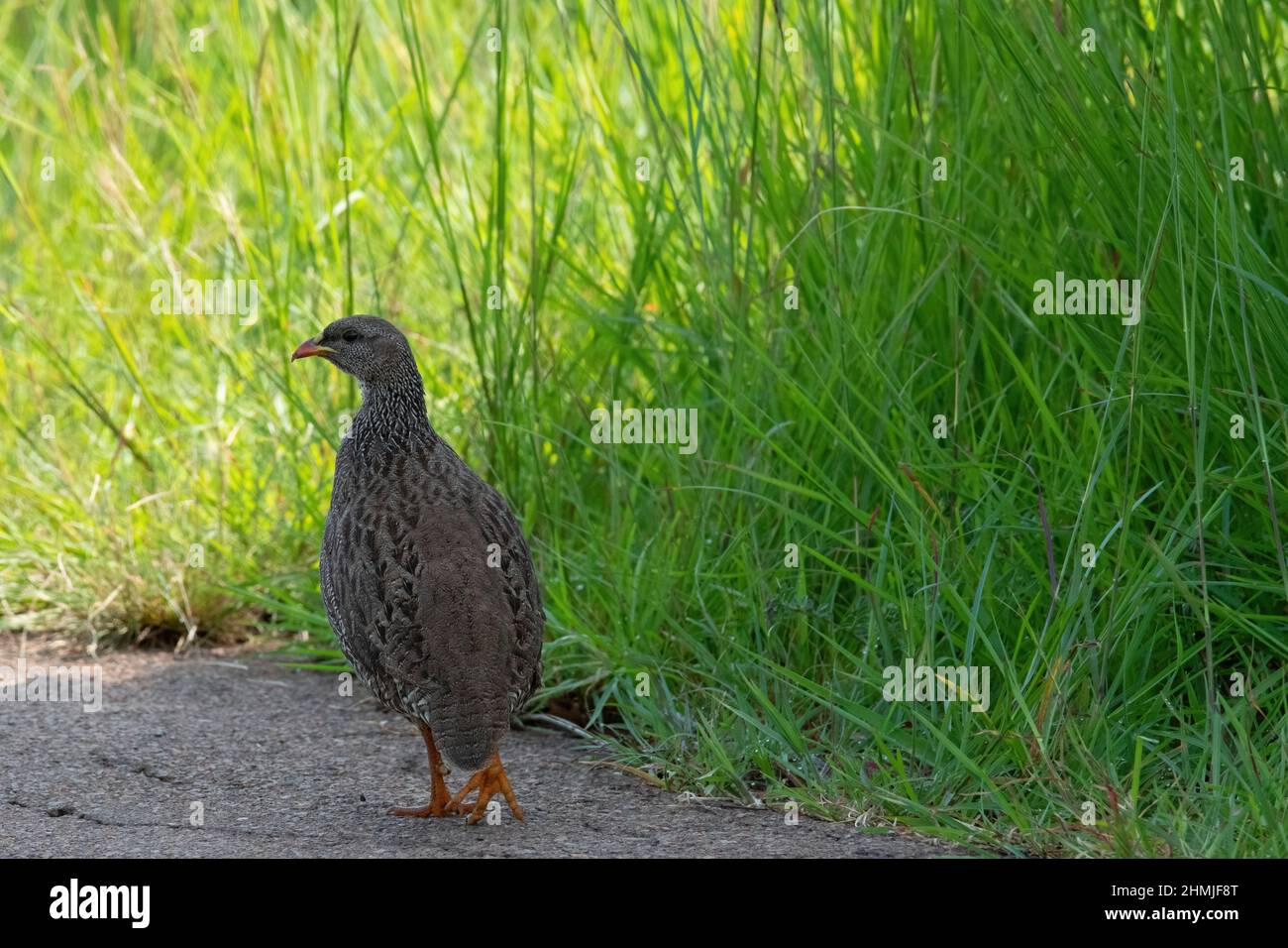 Natal spurfowl (Ptemistis natalensis Stock Photo - Alamy