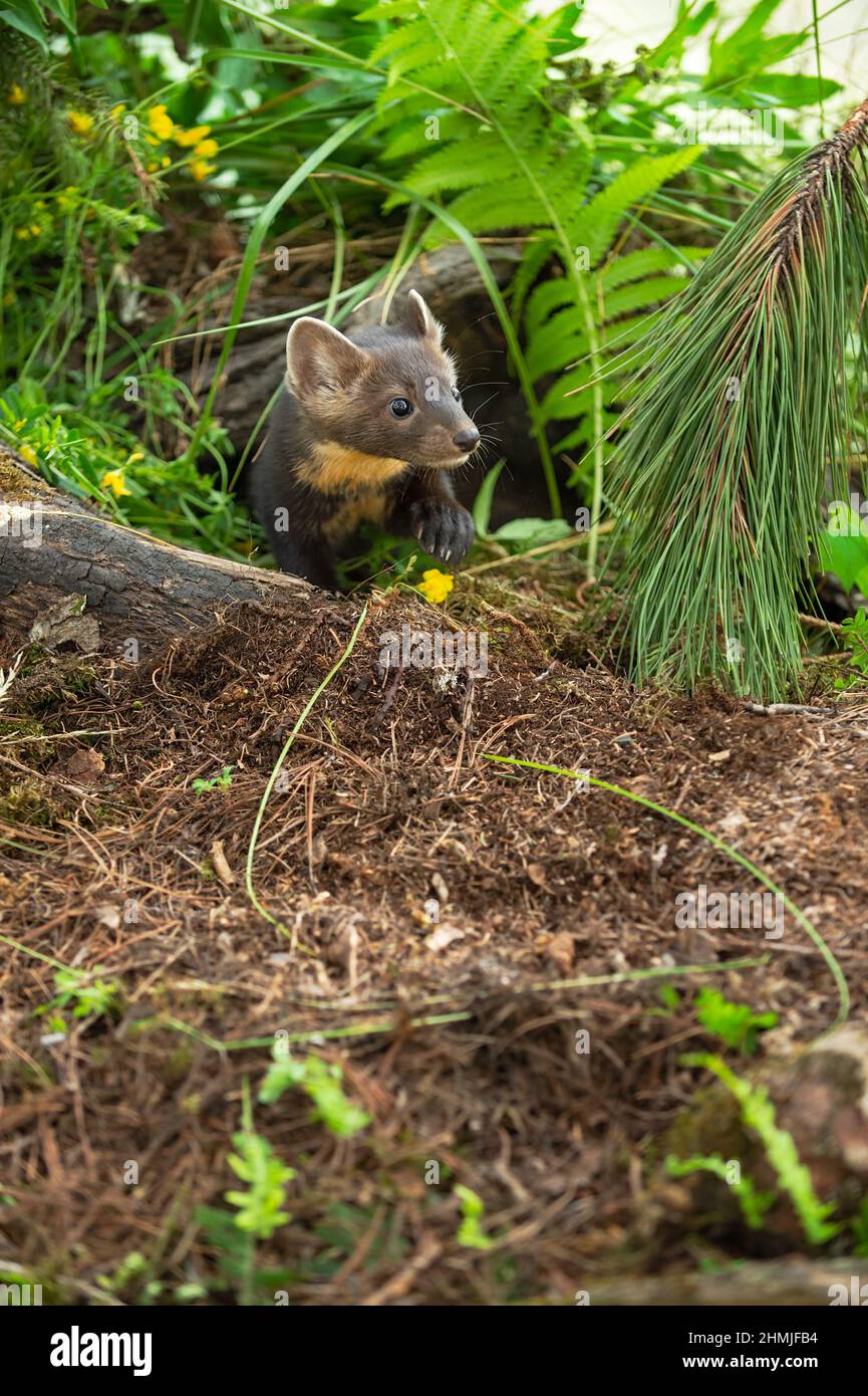 American Pine Marten (Martes americana) Peers Out From Den Copy Space ...