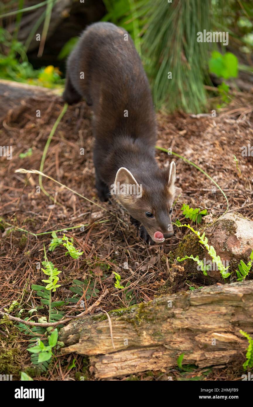 Licking chops hi-res stock photography and images - Alamy